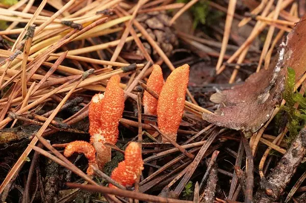 Askeri cordyceps: neye benziyor, nerede büyüyor, yenilebilirlik, tıbbi özellikler, fotoğraf 5659_2