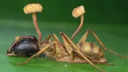 فوجي cordyceps: اھو looksا ٿو ل likeي ، جتي و growsي ٿو ، کا edو ، دوا جي ملڪيت ، فوٽو 5659_3