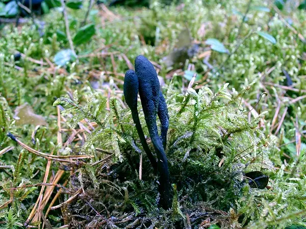 Askeri cordyceps: neye benziyor, nerede büyüyor, yenilebilirlik, tıbbi özellikler, fotoğraf 5659_4