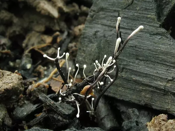 Askeri cordyceps: neye benziyor, nerede büyüyor, yenilebilirlik, tıbbi özellikler, fotoğraf 5659_5