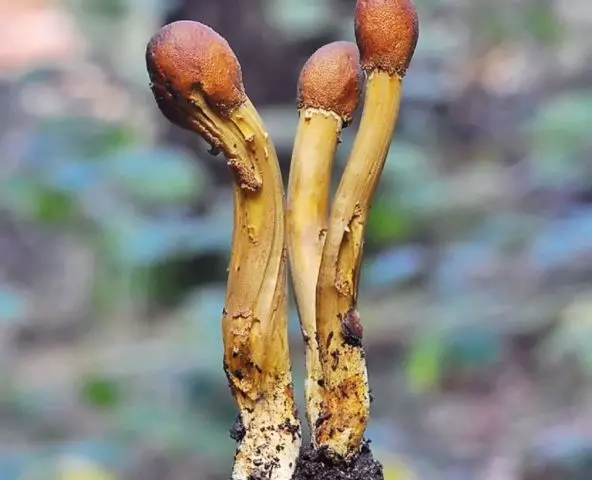 Cordyceps ofioglosa: kie ĝi kreskas, manĝebleco, kiel ĝi aspektas, kiel distingi ĝin, foto 5661_4