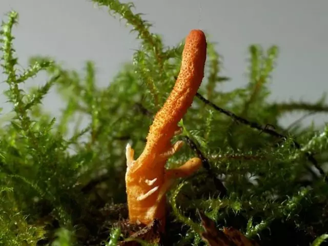 Cordyceps ophioglossous: diin kini motubo, makaon, unsa ang hitsura niini, kung giunsa kini mailhan, litrato 5661_6