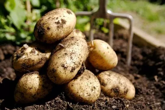 Potato diseases: photo, description and treatment 5669_1