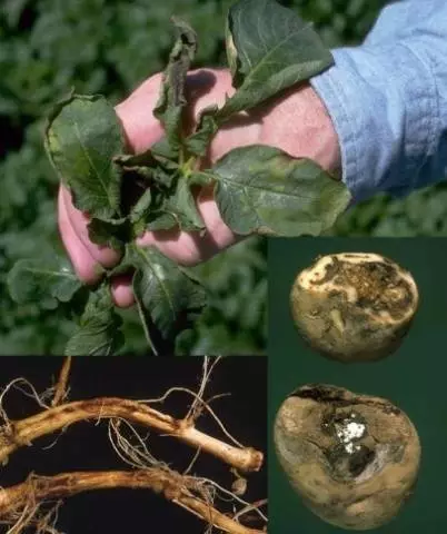 Potato diseases: photo, description and treatment 5669_10