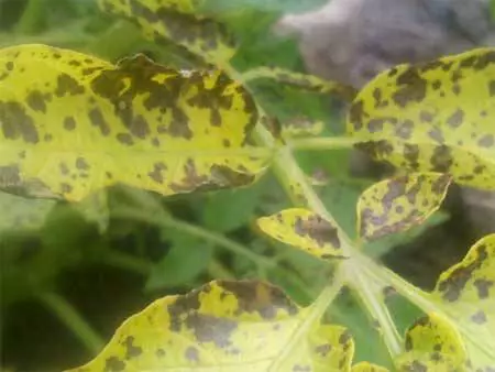 Potato diseases: photo, description and treatment 5669_12