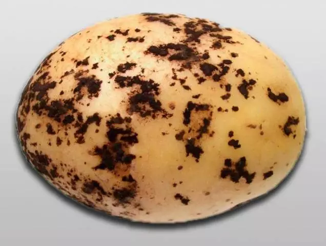 Potato diseases: photo, description and treatment 5669_14