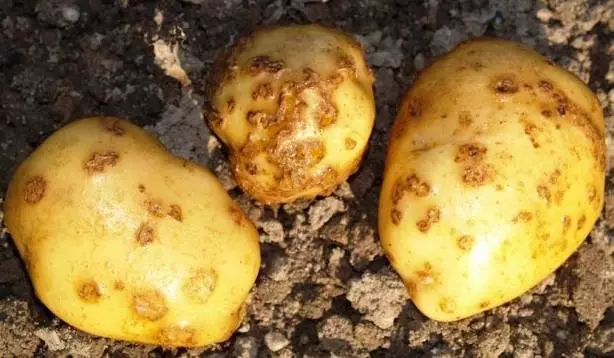 Potato diseases: photo, description and treatment 5669_15