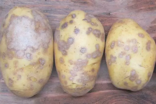 Potato diseases: photo, description and treatment 5669_16