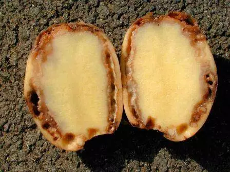 Potato diseases: photo, description and treatment 5669_18