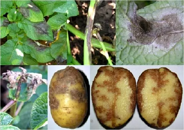 Potato diseases: photo, description and treatment 5669_2