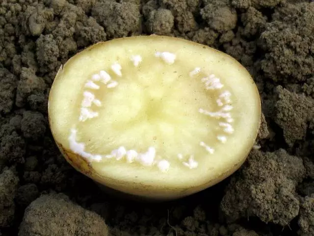 Potato diseases: photo, description and treatment 5669_20