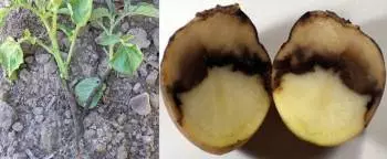 Potato diseases: photo, description and treatment 5669_21