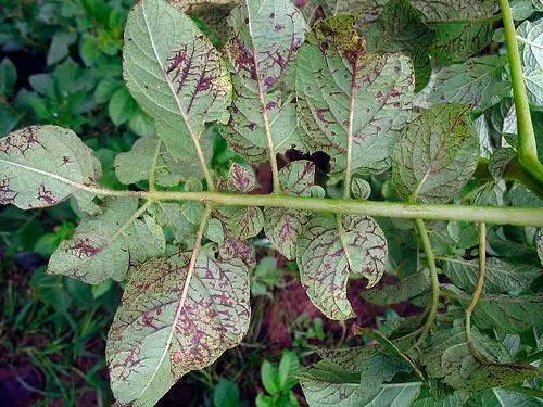 Potato diseases: photo, description and treatment 5669_23