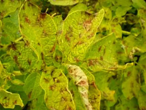 Potato diseases: photo, description and treatment 5669_24