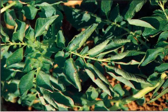 Potato diseases: photo, description and treatment 5669_25