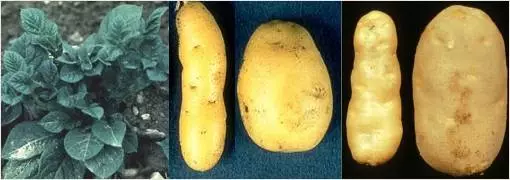 Potato diseases: photo, description and treatment 5669_26