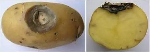 Mga sakit sa patatas: larawan, paglalarawan at paggamot 5669_6