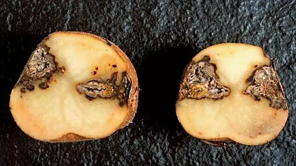 Potato diseases: photo, description and treatment 5669_7