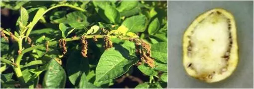 Potato diseases: photo, description and treatment 5669_8