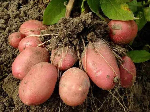 Aardappelen bewaren 5677_2