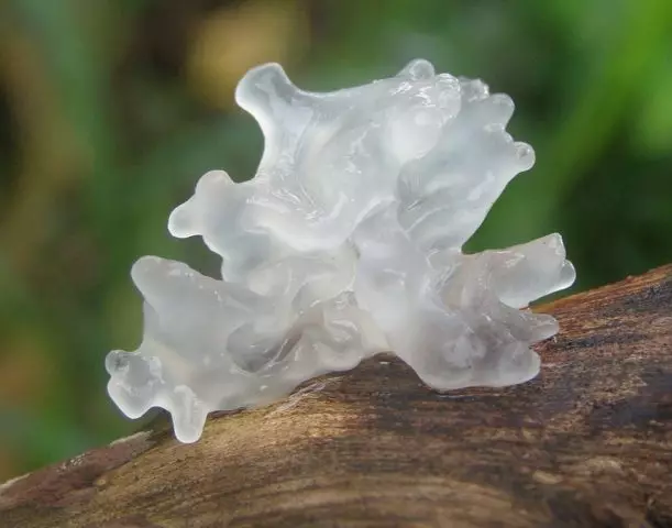 Neĝa fungo (Glacio, Arĝento, Tremella fuciformis, Tremella fuciformis): kio ĝi estas, kiel ĝi aspektas, kie kaj kiel ĝi kreskas, manĝebla aŭ ne 5691_1