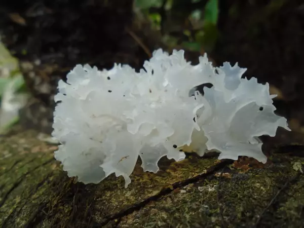 Цасны мөөг (Ice, Silver, Tremella fuciformis, Tremella fuciformis): энэ юу вэ, хэрхэн харагдаж байна, хаана, хэрхэн ургадаг, идэж болох уу? 5691_13