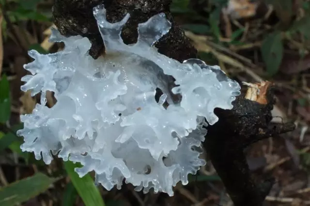 Qor qo'ziqorinlari (muz, kumush, Tremella fuciformis, Tremella fuciformis): bu nima, u qanday ko'rinadi, qayerda va qanday o'sadi, qutulish mumkinmi yoki yo'qmi 5691_14