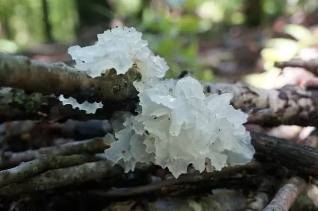 Қар саңырауқұлағы (Ice, Silver, Tremella fuciformis, Tremella fuciformis): бұл не, қалай көрінеді, қайда және қалай өседі, жеуге жарамды ма 5691_15