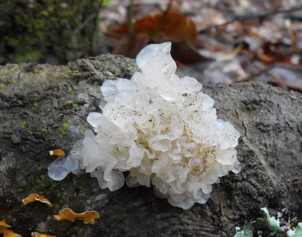 Snow nceb (Dej khov, Nyiaj, Tremella fuciformis, Tremella fuciformis): nws yog dab tsi, nws zoo li cas, nyob qhov twg thiab nws loj hlob tuaj, noj tau los tsis yog 5691_16