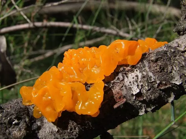 Neĝa fungo (Glacio, Arĝento, Tremella fuciformis, Tremella fuciformis): kio ĝi estas, kiel ĝi aspektas, kie kaj kiel ĝi kreskas, manĝebla aŭ ne 5691_3