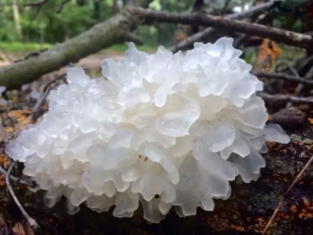 Qar göbələyi (Buz, Gümüş, Tremella fuciformis, Tremella fuciformis): nədir, necə görünür, harada və necə böyüyür, yeməli və ya deyil 5691_5