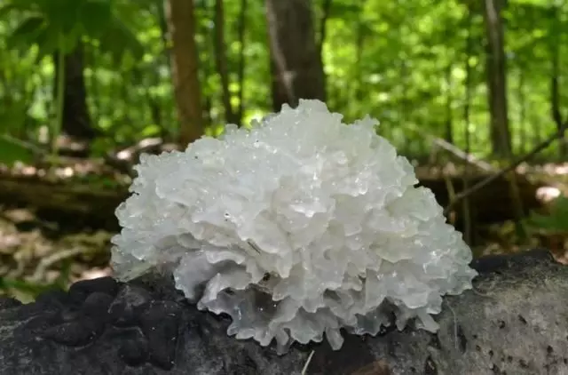 Snow nceb (Dej khov, Nyiaj, Tremella fuciformis, Tremella fuciformis): nws yog dab tsi, nws zoo li cas, nyob qhov twg thiab nws loj hlob tuaj, noj tau los tsis yog 5691_7