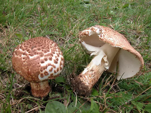 lepiota เกล็ดแหลม: ดูเหมือนว่ามันเติบโตที่ไหนกินได้วิธีแยกแยะภาพถ่าย 5694_1