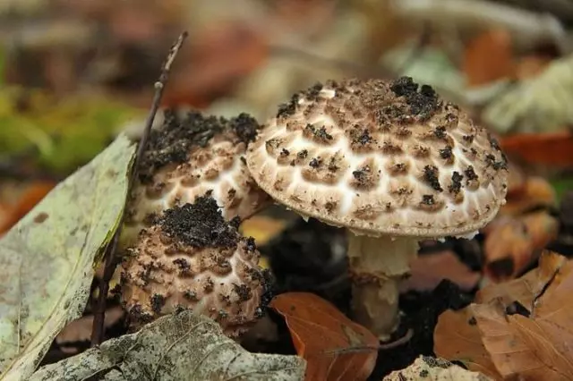 Asu pārslu lepiota: kā tas izskatās, kur aug, ēdamība, kā to atšķirt, foto 5694_2