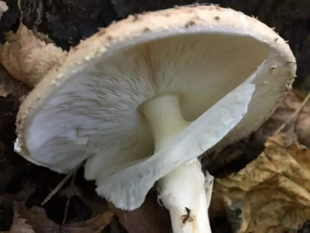 Lepiota en copos afilados: cómo se ve, dónde crece, comestibilidad, cómo distinguirla, foto 5694_6