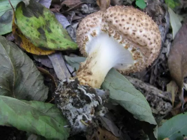 Asu pārslu lepiota: kā tas izskatās, kur aug, ēdamība, kā to atšķirt, foto 5694_7