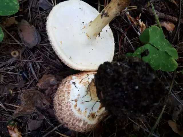 Lepiota en copos afilados: cómo se ve, dónde crece, comestibilidad, cómo distinguirla, foto 5694_8