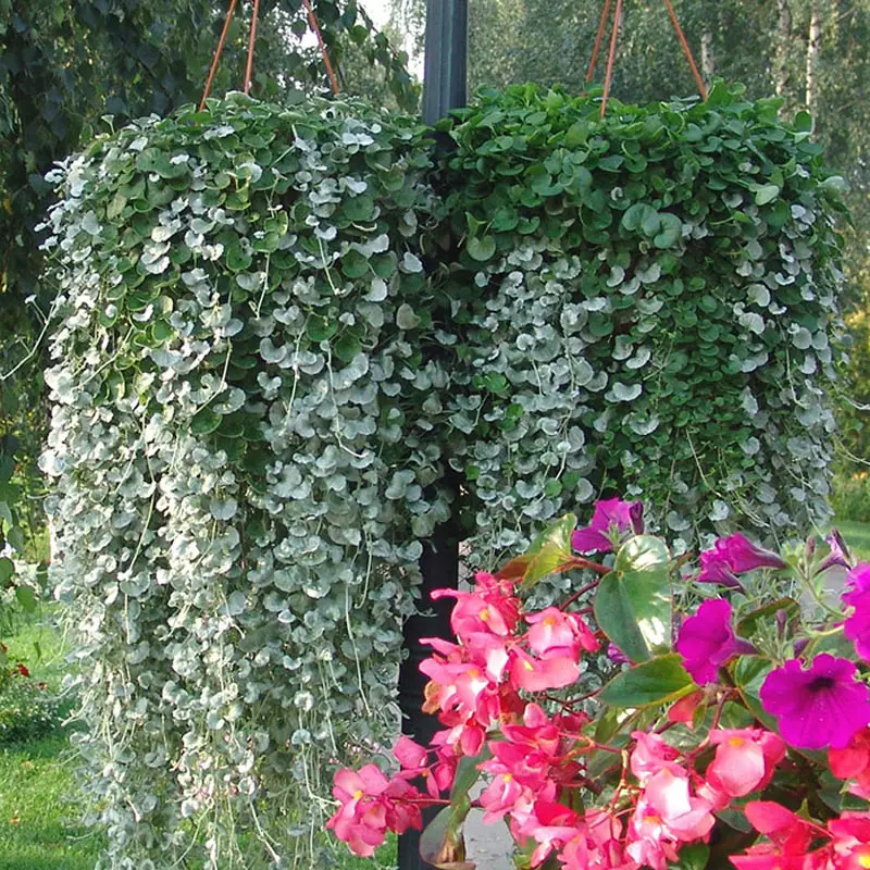 Dichondra: planten en verzorgen in het open veld, foto's van bloemen, soorten en variëteiten, wanneer en hoe te zaaien