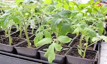 Quand semer les tomates pour les semis en Sibérie