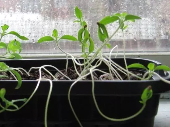 Quand semer les tomates pour les semis en Sibérie 5703_10