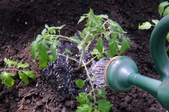 Quand semer les tomates pour les semis en Sibérie 5703_11