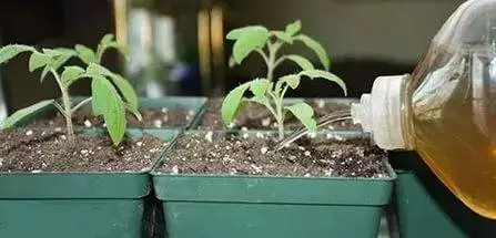 Quand semer les tomates pour les semis en Sibérie 5703_12