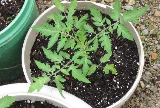 Quand semer les tomates pour les semis en Sibérie 5703_14