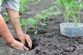 Når skal jeg så tomater til frøplanter i Sibir 5703_15