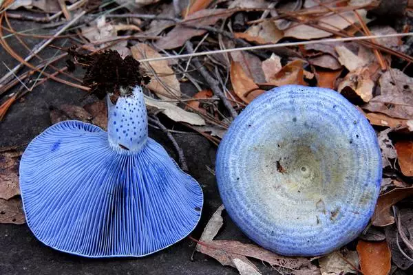 Blue Miller (Lactarius indigo): seperti apa bentuknya, di mana dan bagaimana ia tumbuh, dapat dimakan atau tidak 5708_10