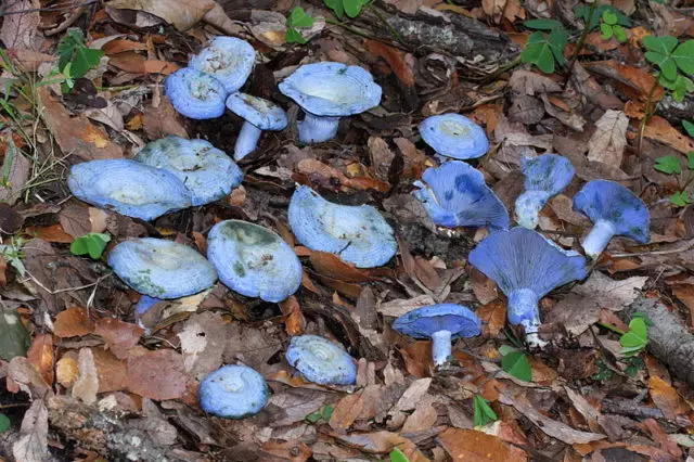 Blue Miller (Lactarius indigo): jak wygląda, gdzie i jak rośnie, jadalne czy nie 5708_4