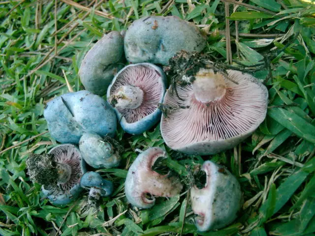 Blue Miller (Lactarius indigo): e shebahala joang, e hola kae le joang, e jeoa kapa che 5708_6