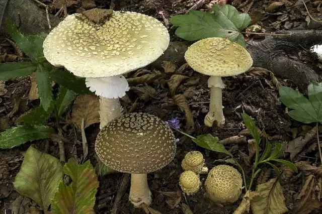 Fly agaric (Amanita franchetii): nolakoa den, non eta nola hazten den, jangarria edo ez 5715_1