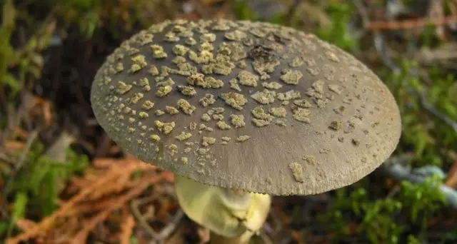 Cuil agaric (Amanita franchetii): cén chuma atá air, cá háit agus conas a fhásann sé, inite nó nach bhfuil 5715_2