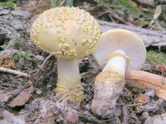 Fly agaric (Amanita franchetii): nolakoa den, non eta nola hazten den, jangarria edo ez 5715_4